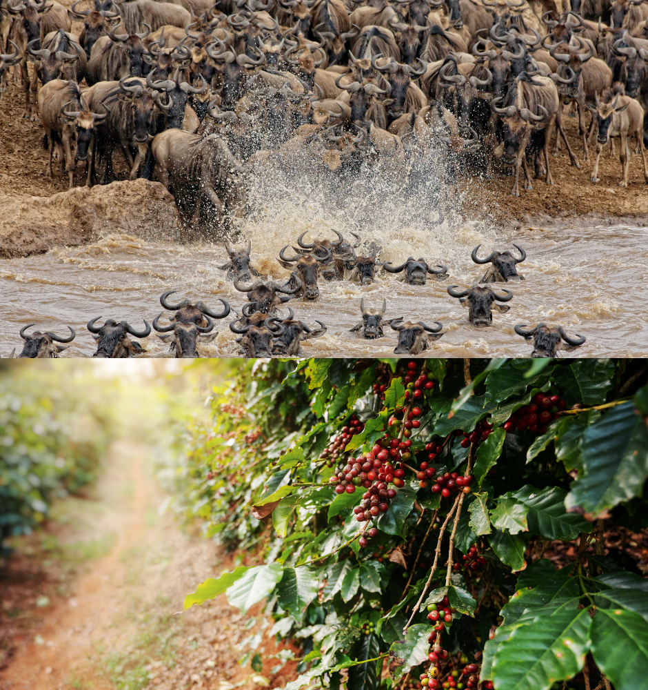 Coffee Safari & Wildlife Adventure - Zabuni Experiences